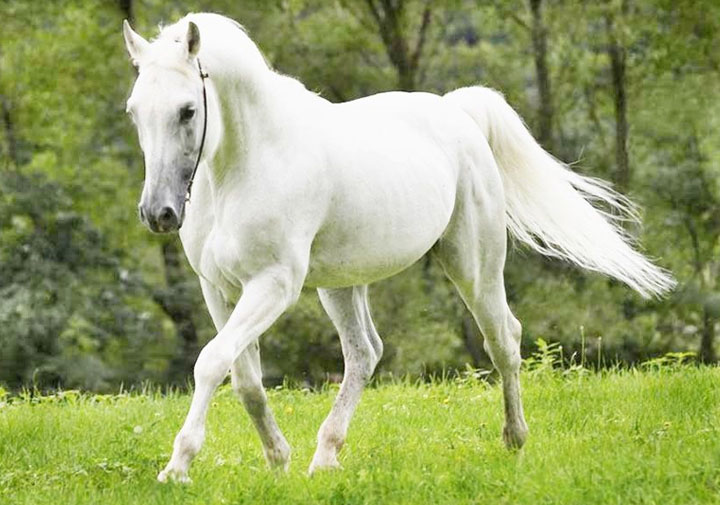 Quais são as cores e pelagens de cavalos? Veja aqui. | Fazenda da Roseta