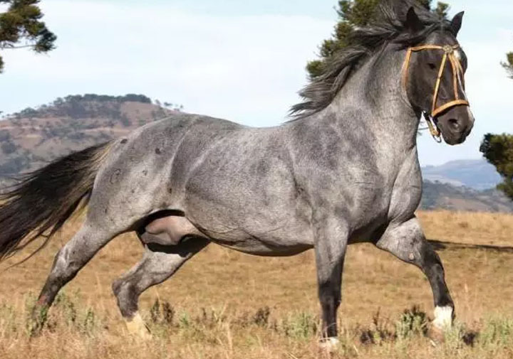 Quais são as cores e pelagens de cavalos? Veja aqui. | Fazenda da Roseta