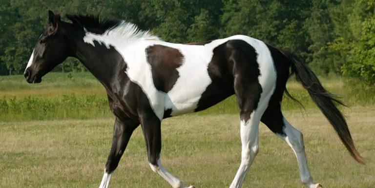 Quais são as cores e pelagens de cavalos? Veja aqui. | Fazenda da Roseta